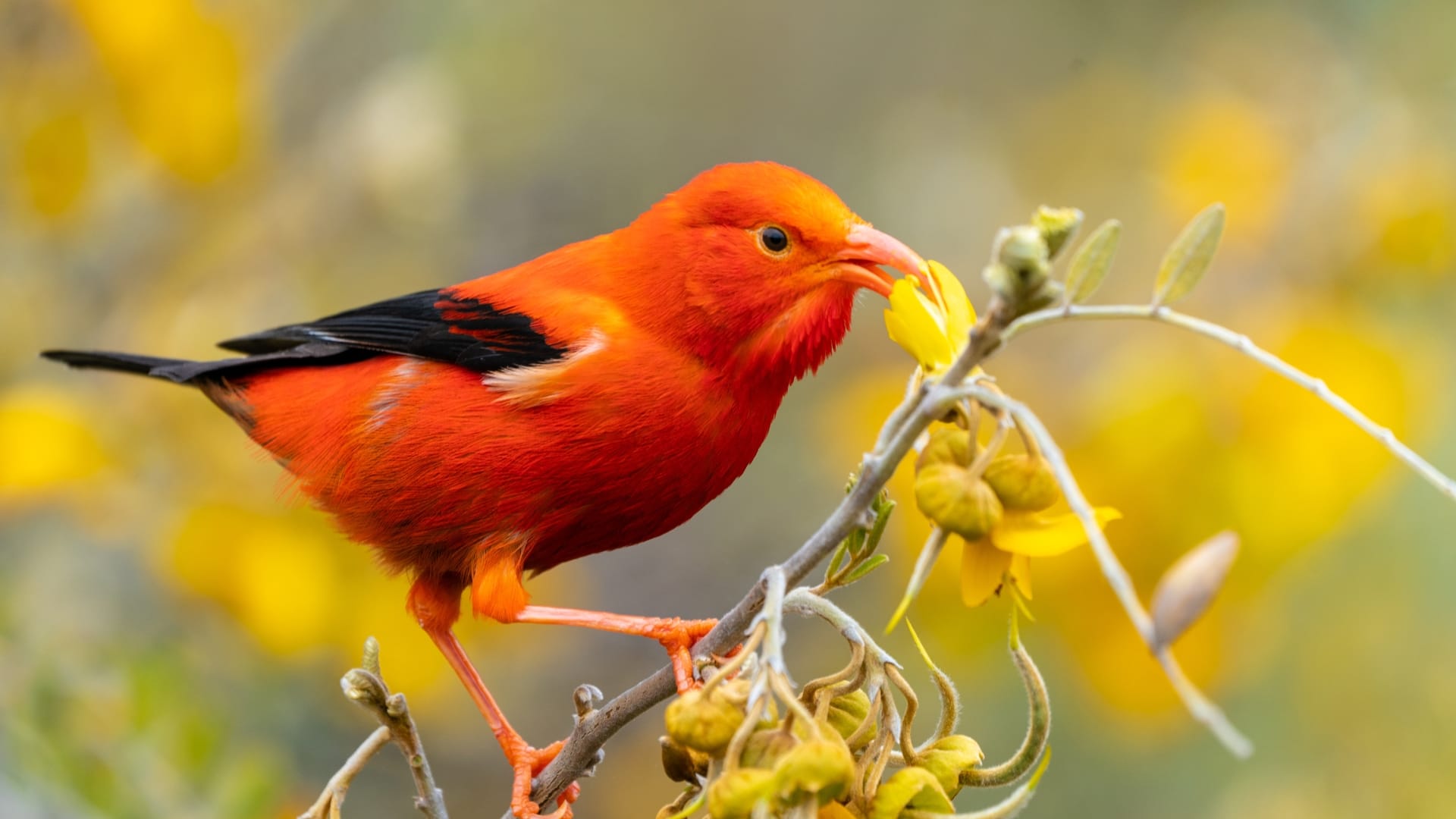 Unveiling Hawaiian Islands' Rich Tapestry - Culture And More