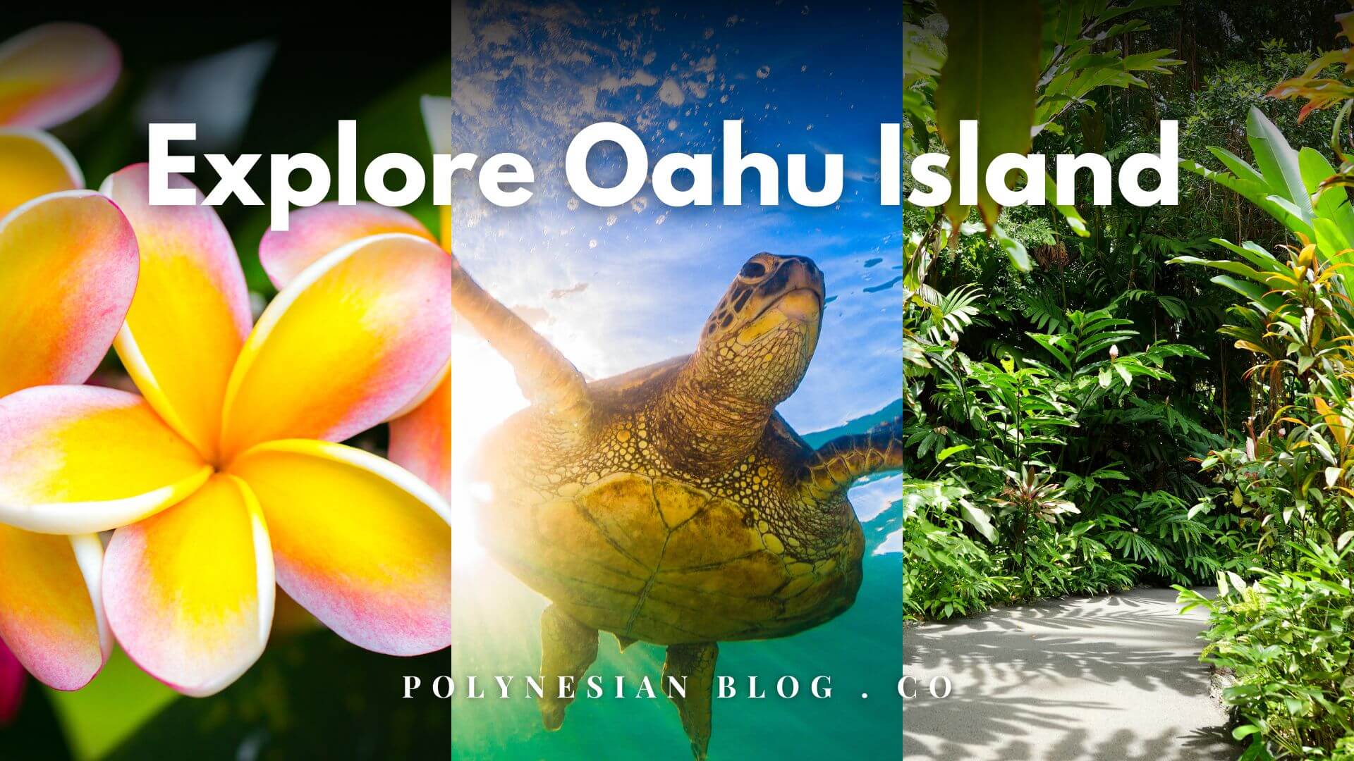 Polynesian Pride Blog | Embracing The Spirit Of The Pacific Islands