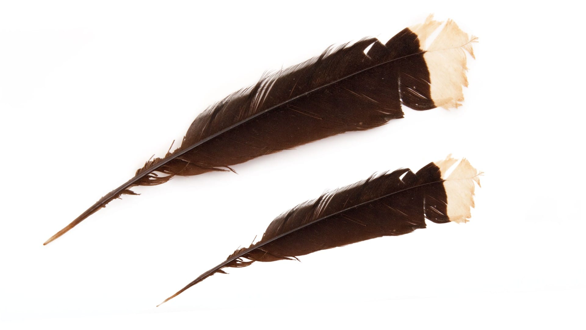 Traditional New Zealand Clothing: Embrace The Heritage