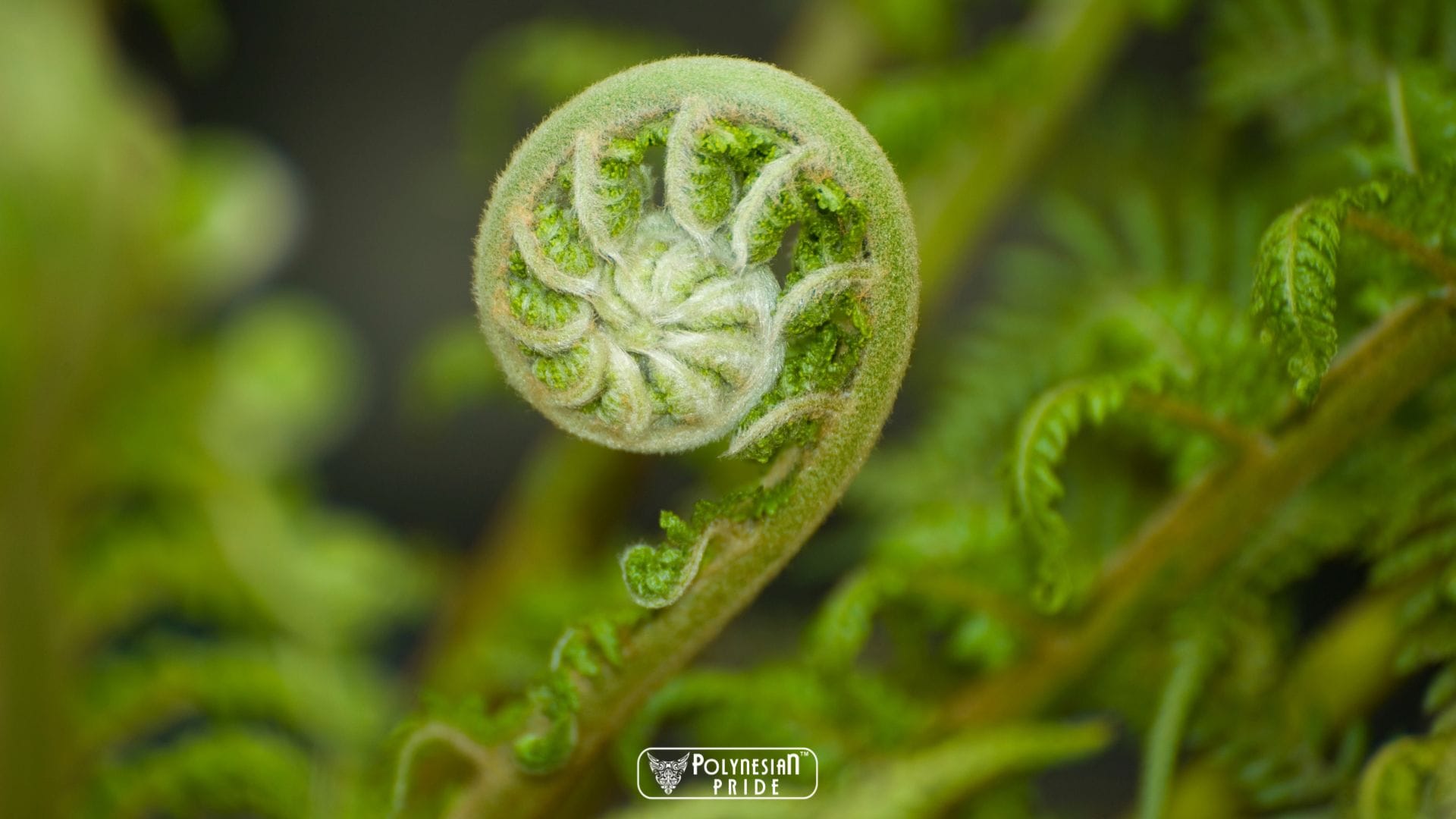 Maori People's Beliefs: Deep Insights And Rich Traditions