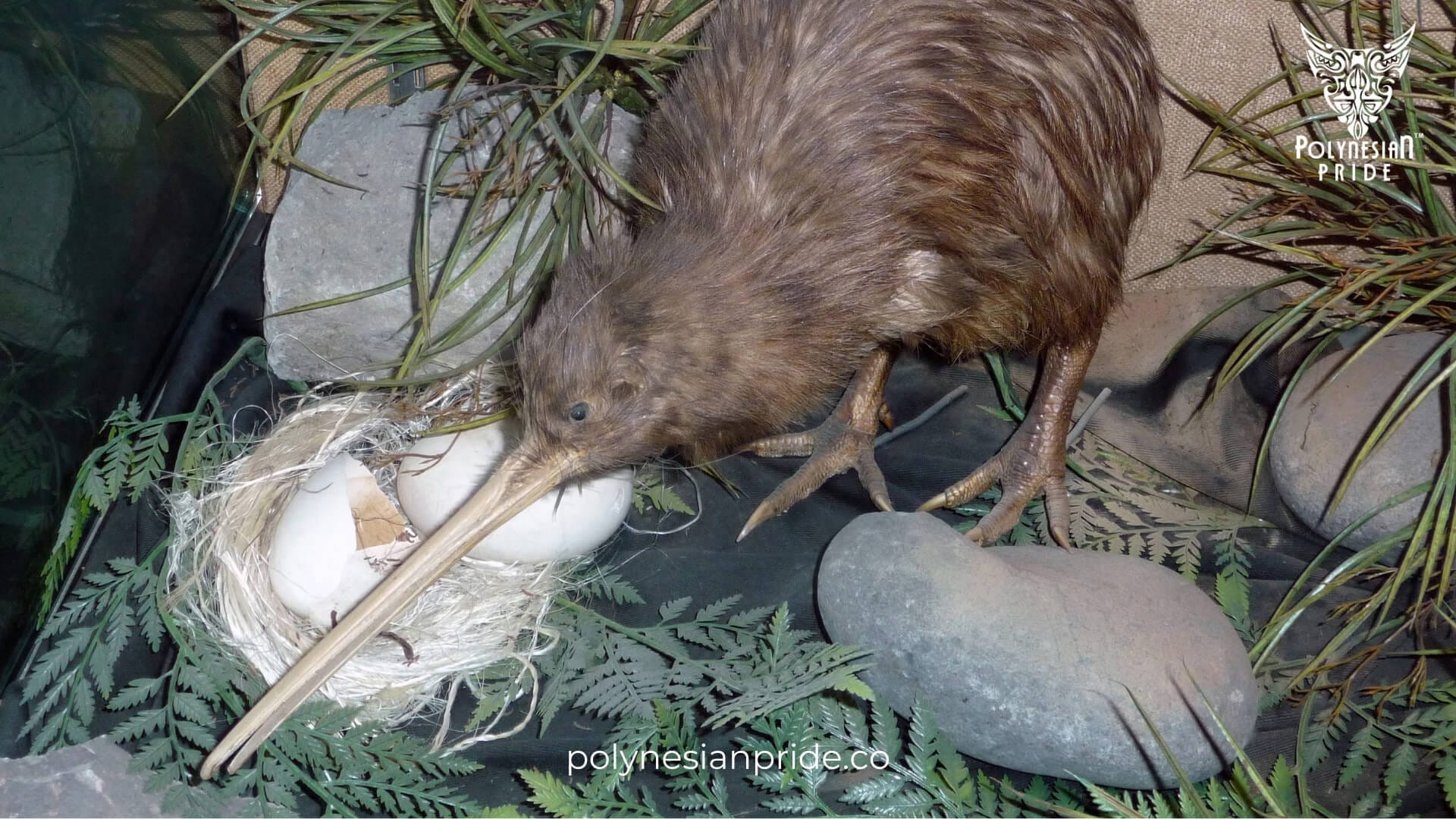 Why Are New Zealanders Called Kiwis? A Detailed Exploration