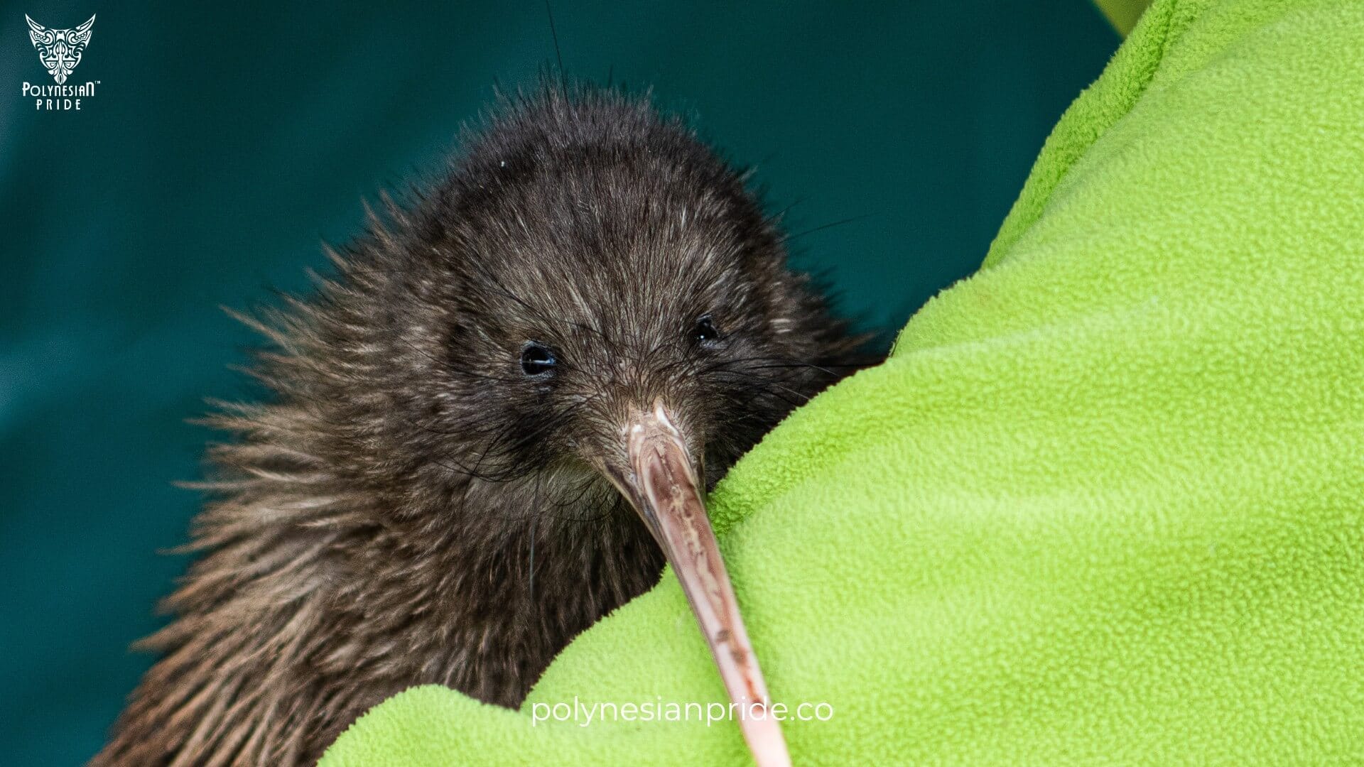 Why Are New Zealanders Called Kiwis? A Detailed Exploration